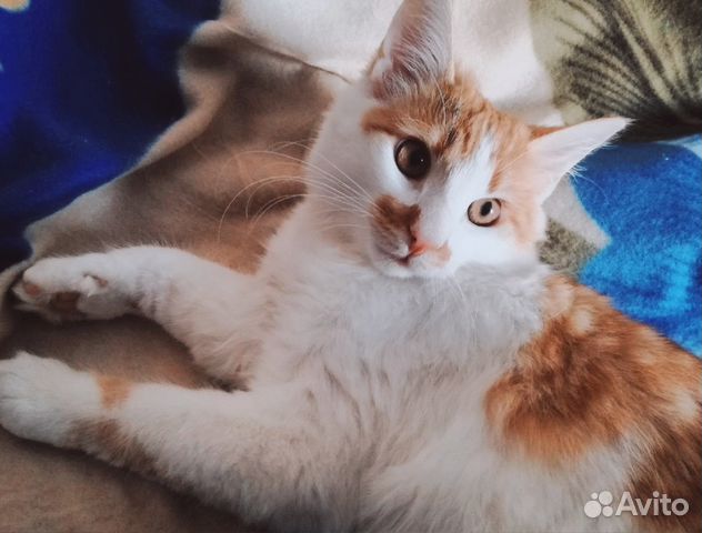 Рыже - белый котик