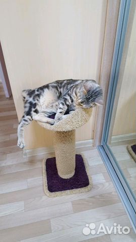 Отдам бенгальского кота
