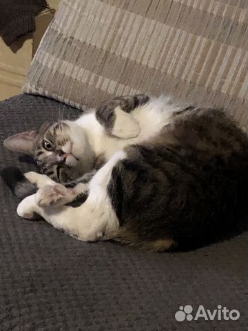 Котика в добрые руки