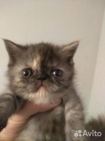 Котята экзоты