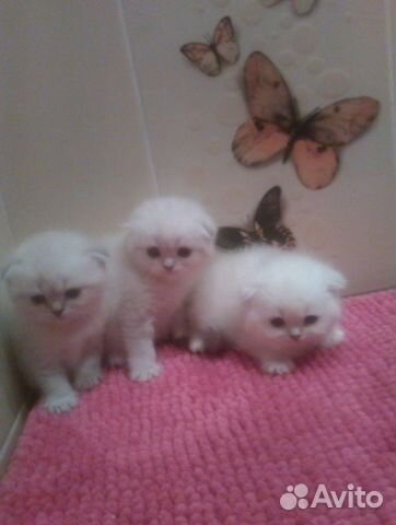 Вислоухая серебряная шиншилла Мэг зеленоглазая