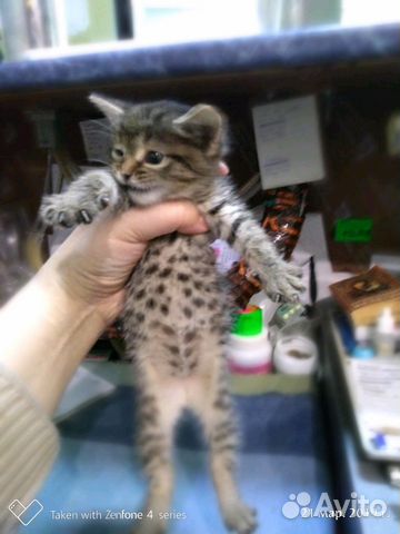 Котёнок ждёт хозяев