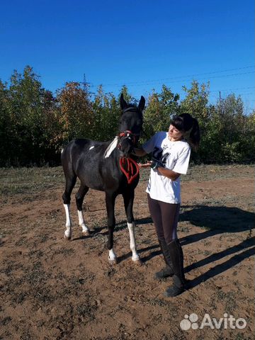 Продается жеребчик 2 года