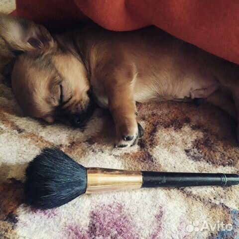 Щенок чиа хуа, мальчик