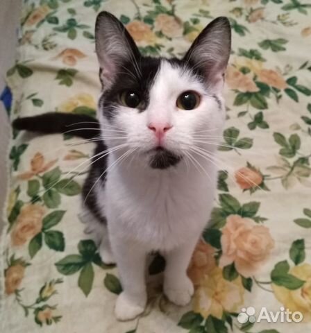 Котенок Зигзаг в добрые ручки