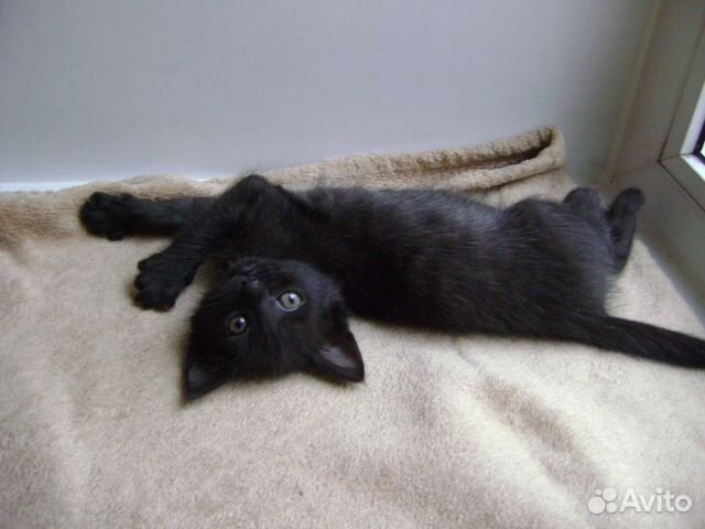 Черный котенок девочка 2мес