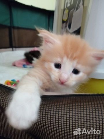 Норвежские лесные котятки