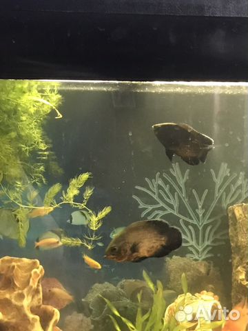 Астроноткс