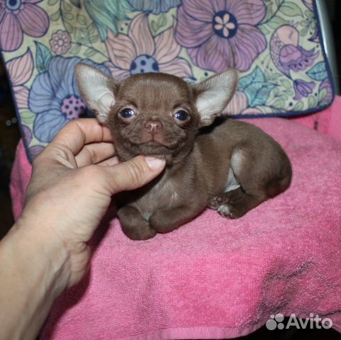 Чихуахуа Шоко брат 3
