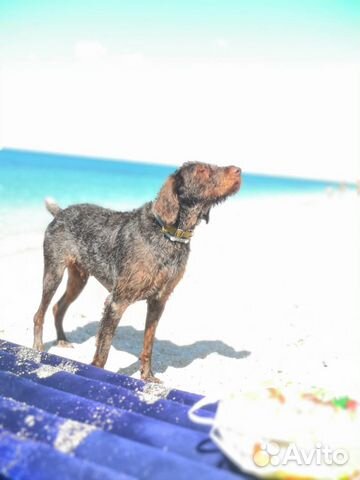 Дратхаар, кобель для вязки