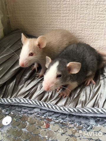 Крысята