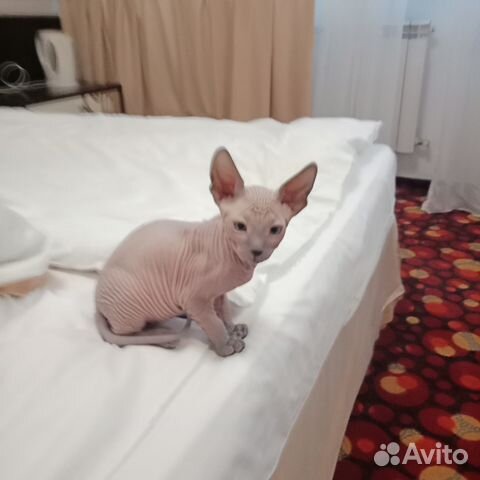 Мальчишка донской сфинкс