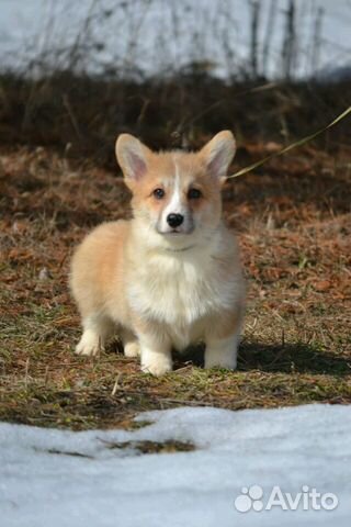 Вельш корги пемброк