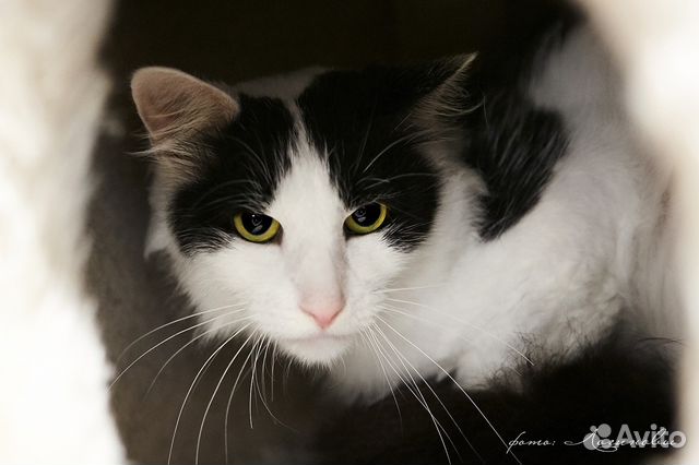 Котик Густав 1 год