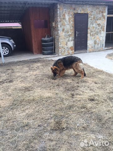 Немецкая овчарка