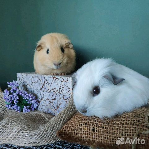 Морская свинка