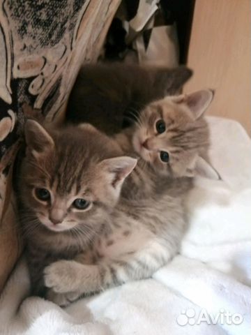 Отдадим британских котят в добрые руки