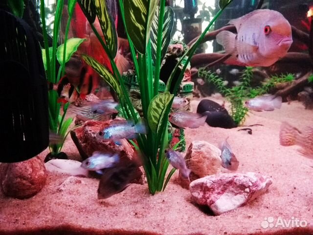 Наннакара неоновая