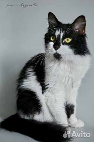 Котик ласковый 1 год