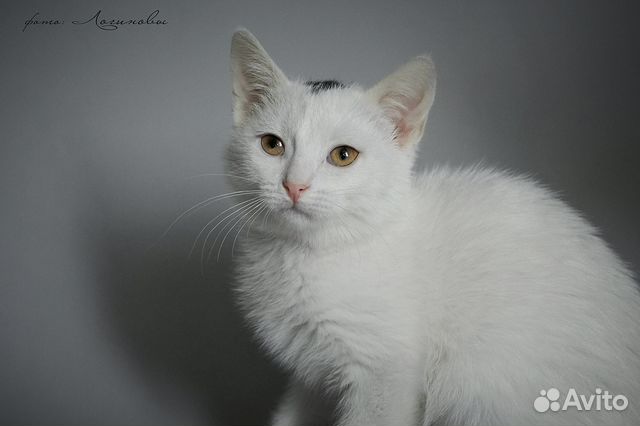 Котёнок-девочка 3 месяца