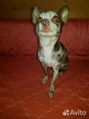 Чихуахуа ищет дом