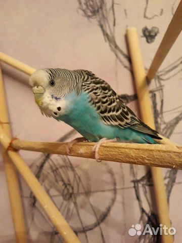 Волнистый попугай