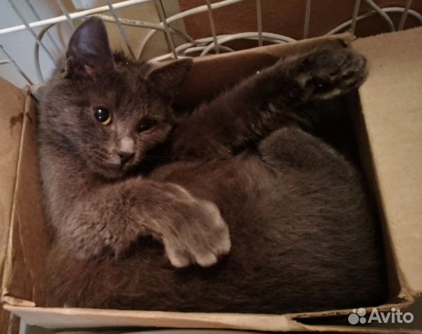 Муря в добрые руки