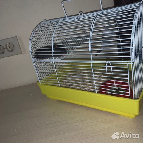 Клетка+ крыска