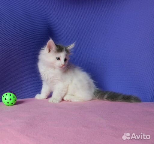 Высокопородистые норвежские лесные котята