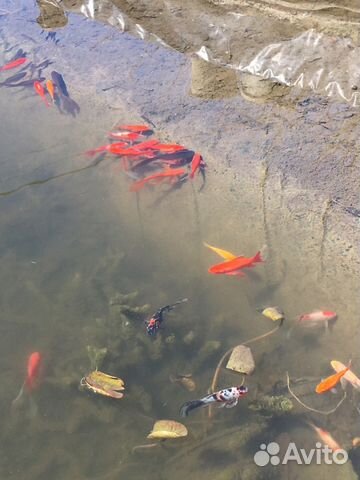 Прудовые рыбки "кометы"