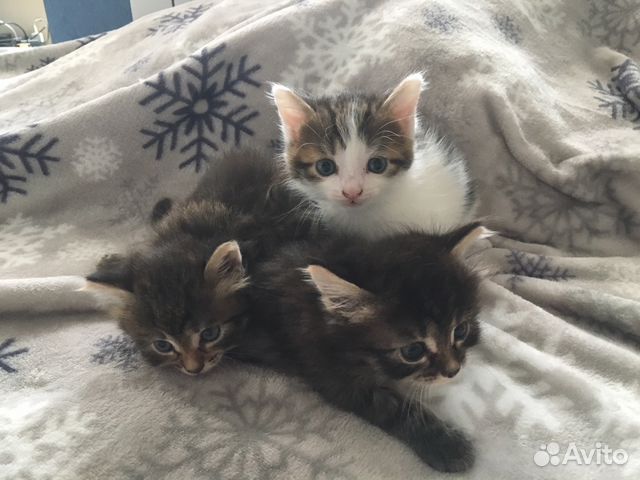 Котята полусибиряки