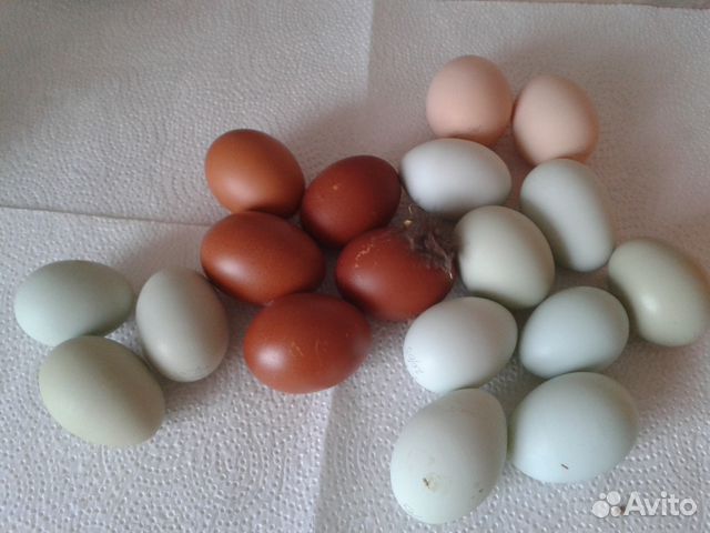 Петухи и куры породные молодые, цып, яйцо
