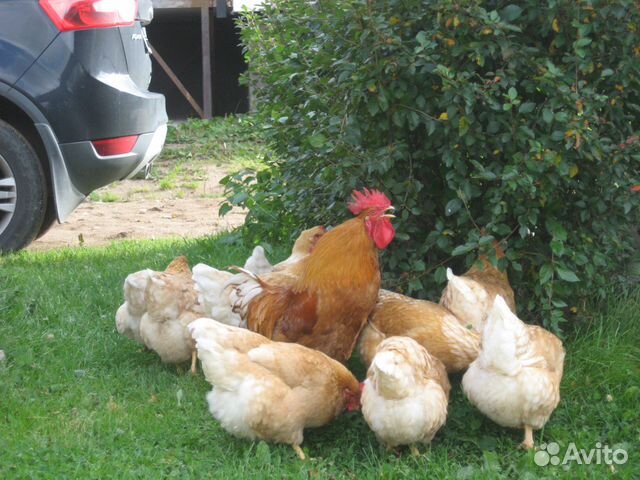 Инкубационное яйцо мини мясных кур В76