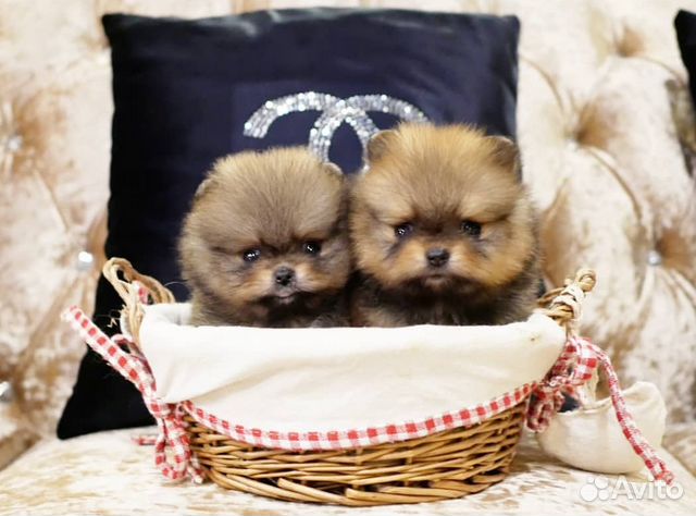 Микро и Мини Мимишки*Доставка