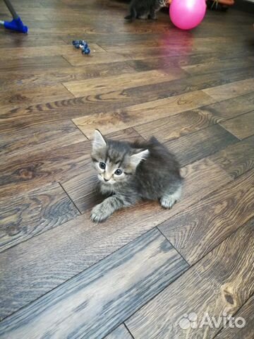 Маленькие меховые комочки в дар