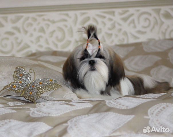 Девочки породы Ши-тцу