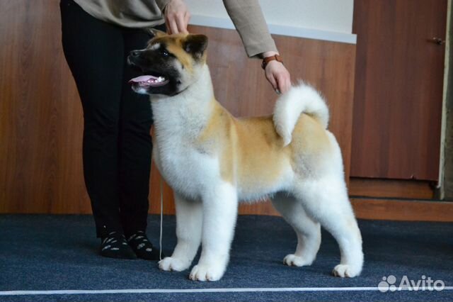 Ам.Акита. Щенки