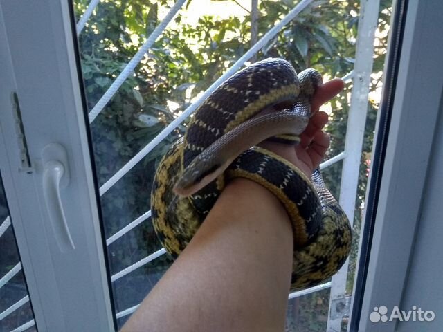 Юаньский полоз и гондурасская молочная змея