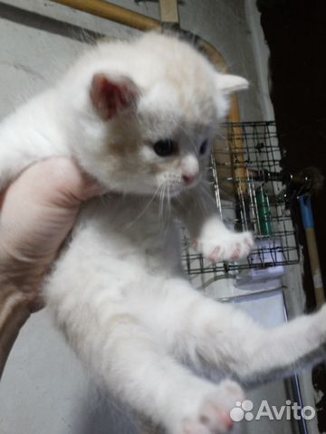 Продам котят