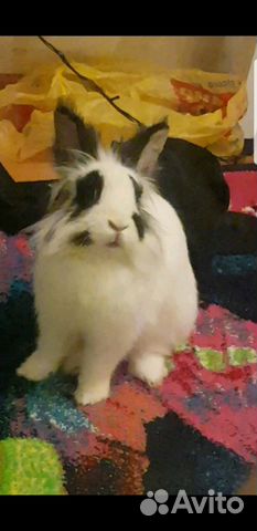 Кролик 1год + клетка + еда