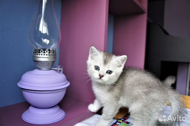 Шотландский котик