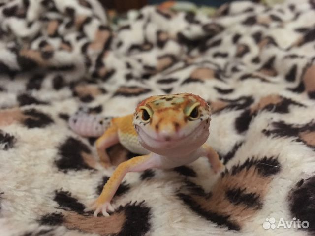 Эублефар Танжерин