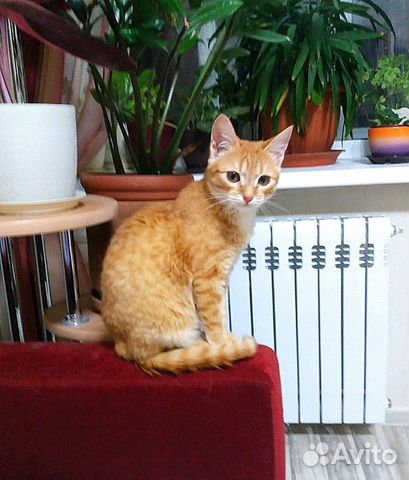 Ласковая кошечка
