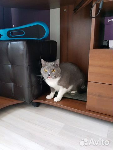 Кот британец