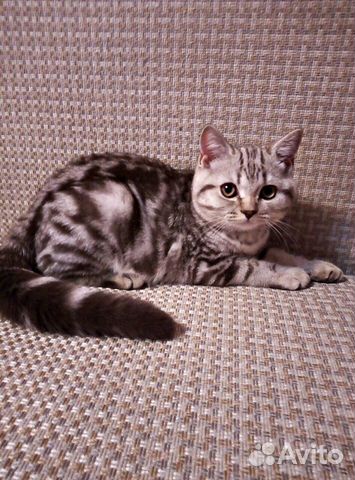 Мраморный шотландец