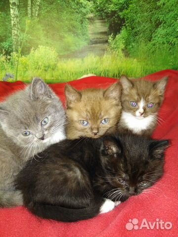 Котята 1.5 месяца