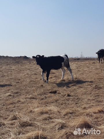 Продам животных (свиньи и коровы)