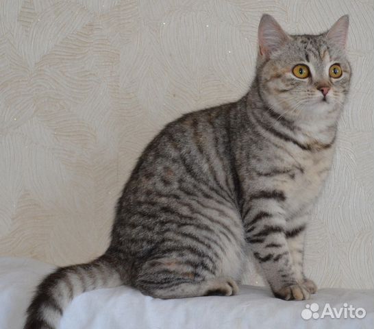 Кошка в добрые руки