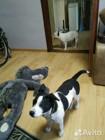 Отдем в хорошие руки американский бульдог, 4 месяц