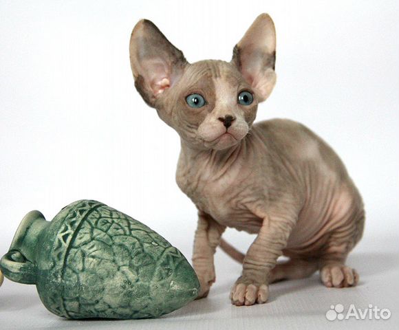 Детка - сладкая Конфетка, канадский сфинкс